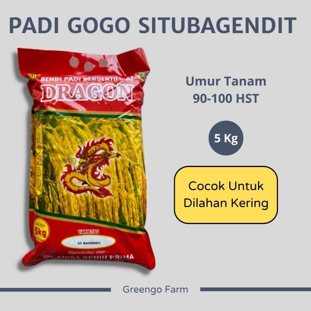 Jual Benih Padi Gogo Varietas Situbagendit cocok untuk di lahan kering ...