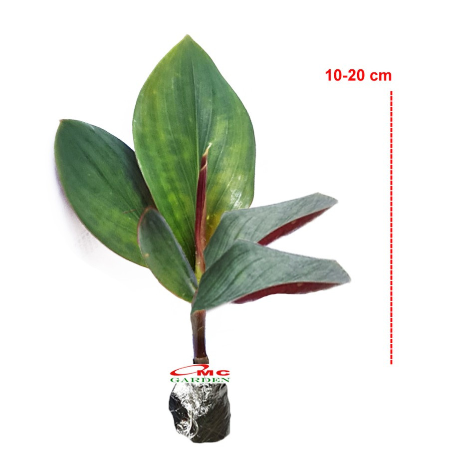 Jual Pacing Pentul Bunga Merah Tanaman Obat Herbal Hias Bibit Berakar ...