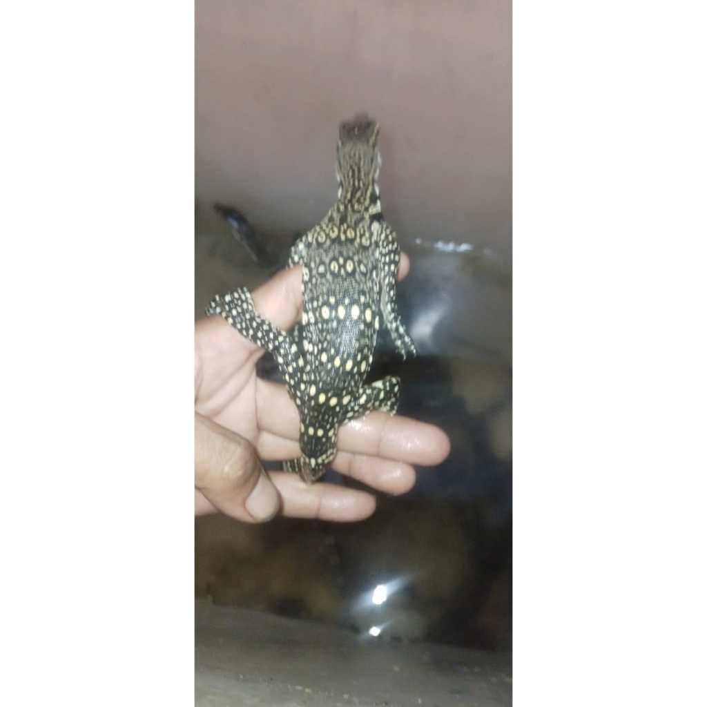 Jual Salvator Salva Jinak jump varanus | Shopee Indonesia