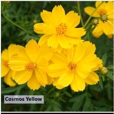 Jual tanaman hias cosmos kuning(bukan biji) | Shopee Indonesia