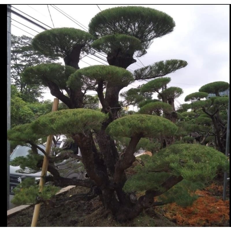 Jual BONSAI CEMARA UDANG TANAMAN BONSAI POHON BONSAI CEMARA UDANG PLUS ...