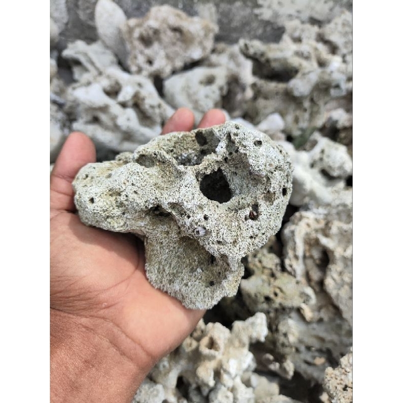 Jual Batu karang laut original berlubang goa batu karang aquarium batu ...