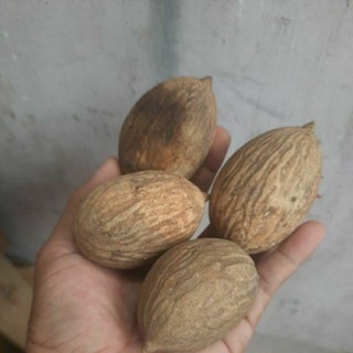 Jual BUAH ULIN/BIJI BESI YANG bisa disemai ASLI KALIMANTAN | Shopee ...