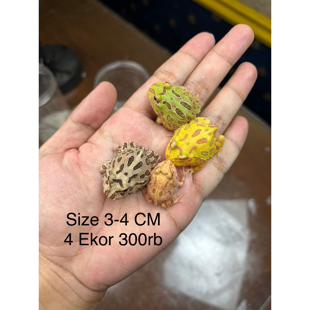 Jual PAKET MURAH KODOK PACMAN FROGS - Warna Brown Albino Strawberry ...