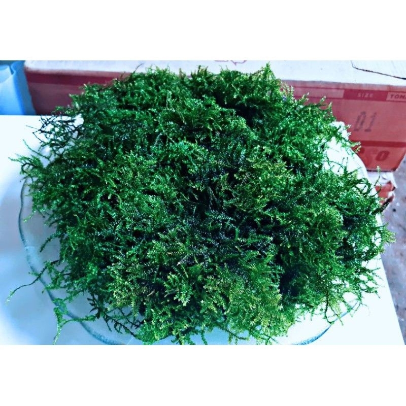 Jual Java Moss full daun air beli 5 gratis 1 tanaman aquascape | Shopee ...