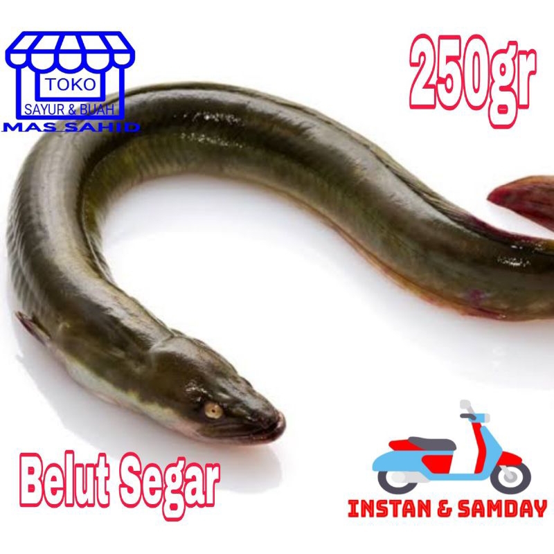 Jual Ikan Belut Segar Belut Fres | Shopee Indonesia