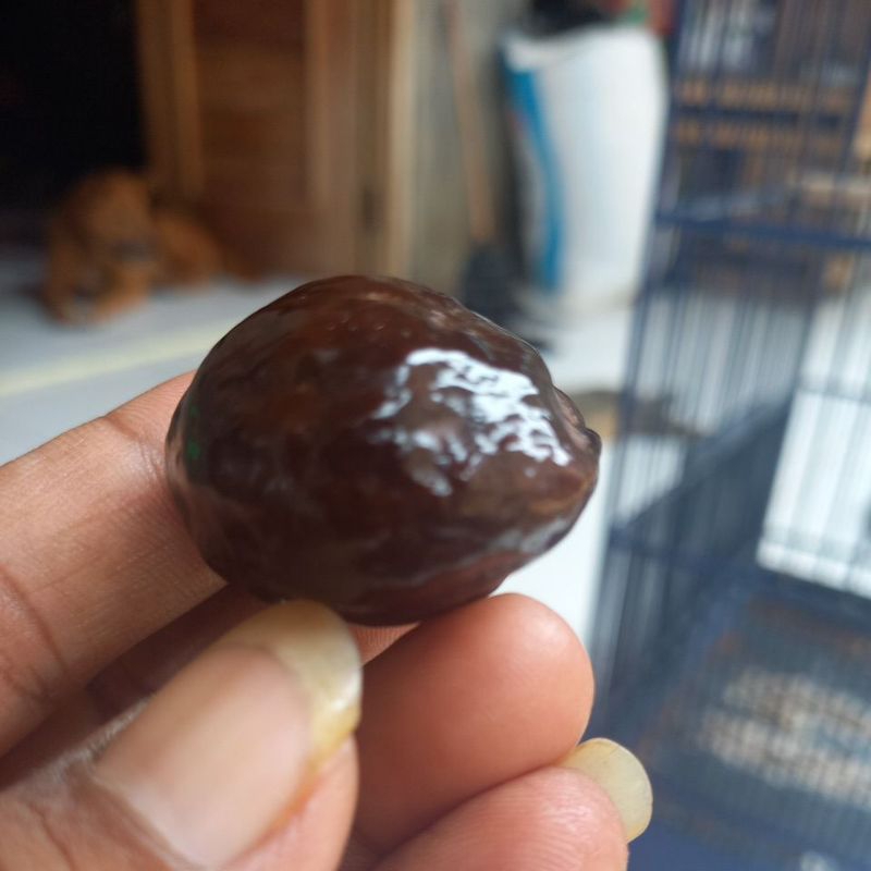 Jual Muncang Adu Jenis Jalim full pale ukuran big size | Shopee Indonesia