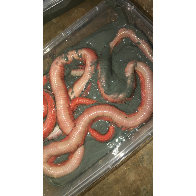 Jual cacing nipah grade A+ | Shopee Indonesia