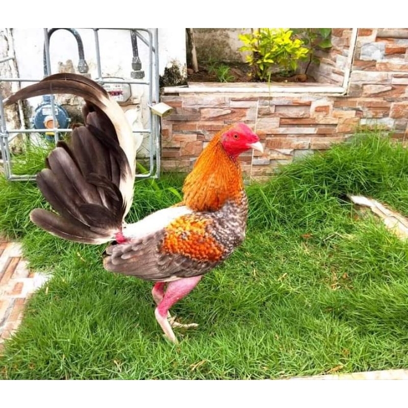 Jual telur ayam peru paket 4 butir | Shopee Indonesia