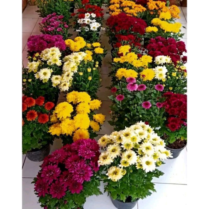 Jual bunga krisan bunga hidup tanaman hidup | Shopee Indonesia