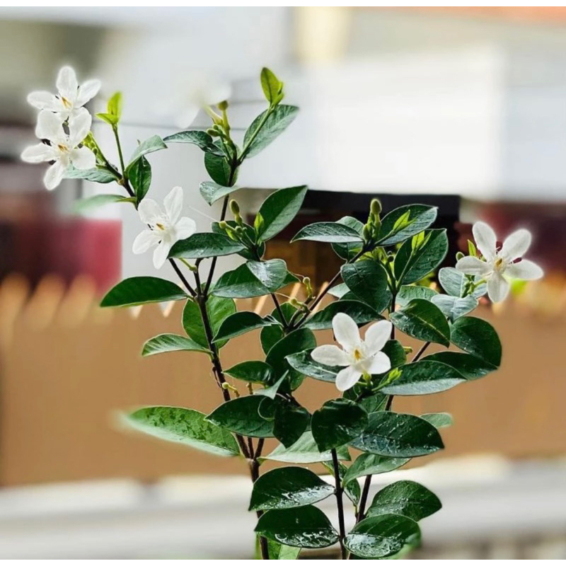 Jual tanaman melati jasmin bunga putih rimbun stok sudah berbunga ...