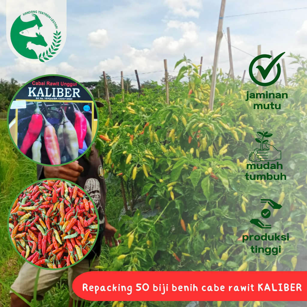 Jual Benih Cabe Rawit 50 Seed KALIBER Repacking Unggul Produksi Tinggi ...