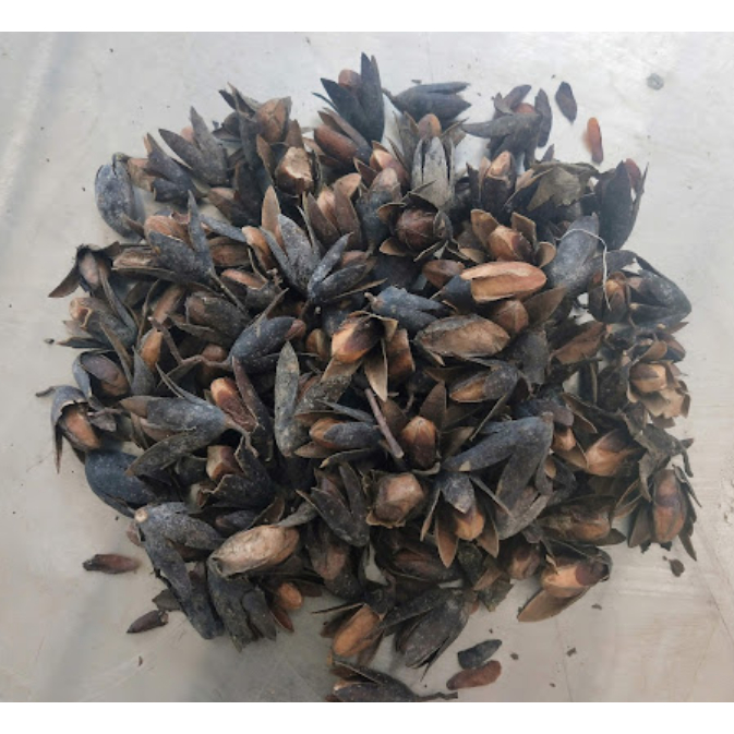 Jual Buah suren kering / Biji pohon surian kering | Shopee Indonesia