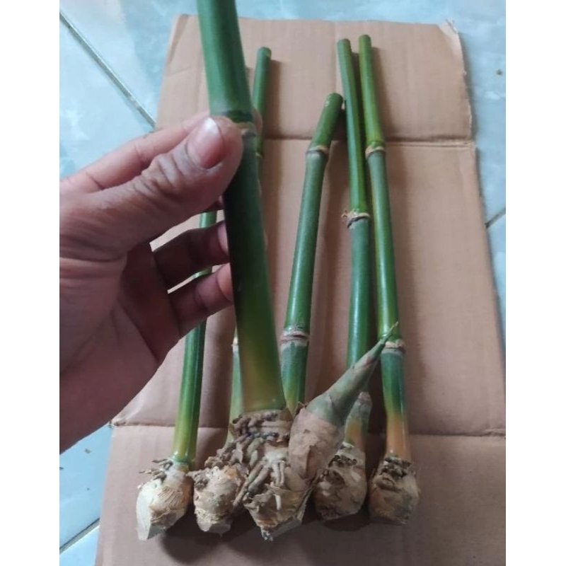 Jual bibit bambu petung, bambu petung, bibit bambu jumbo bambu petung ...