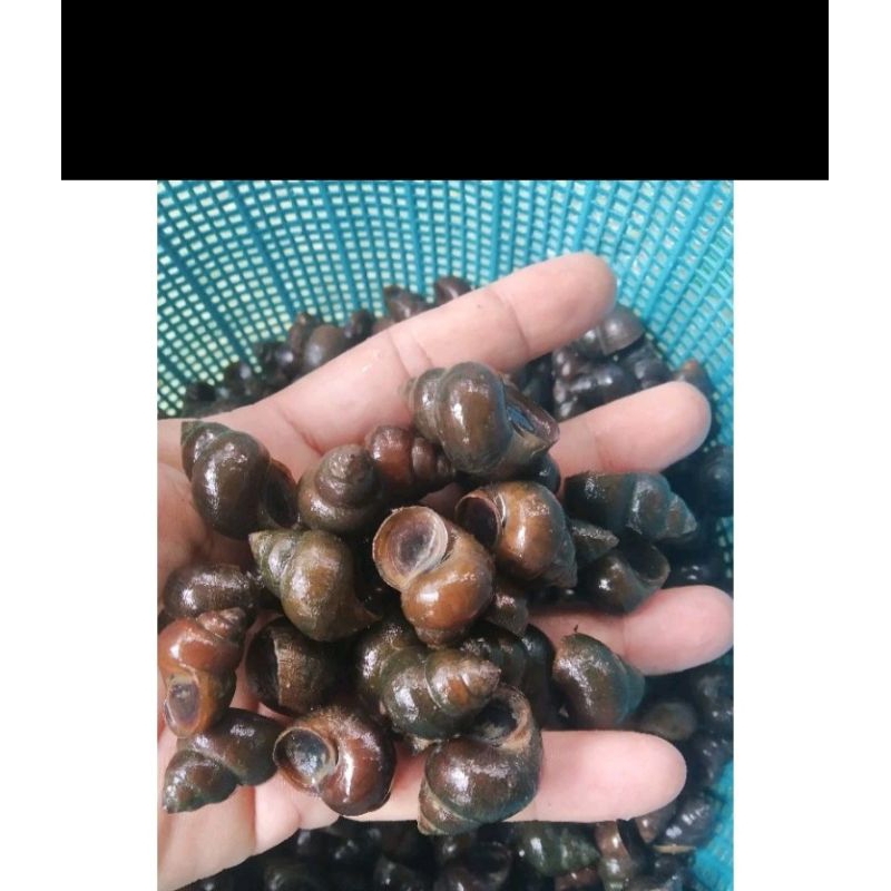 Jual siput tutut/siput sawah(10000/kg) | Shopee Indonesia