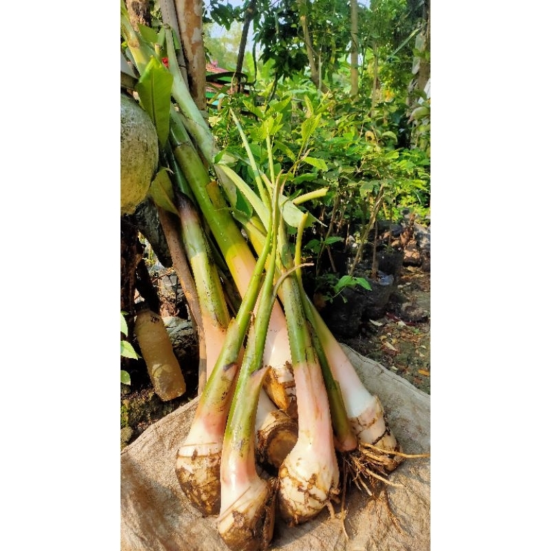 Jual ANAKAN PEDANG!!! Bibit Pisang Kepok Tanjung Utuh | Shopee Indonesia