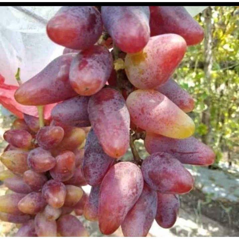 Jual BIBIT ANGGUR IMPORT TALDUN VAILID | Shopee Indonesia
