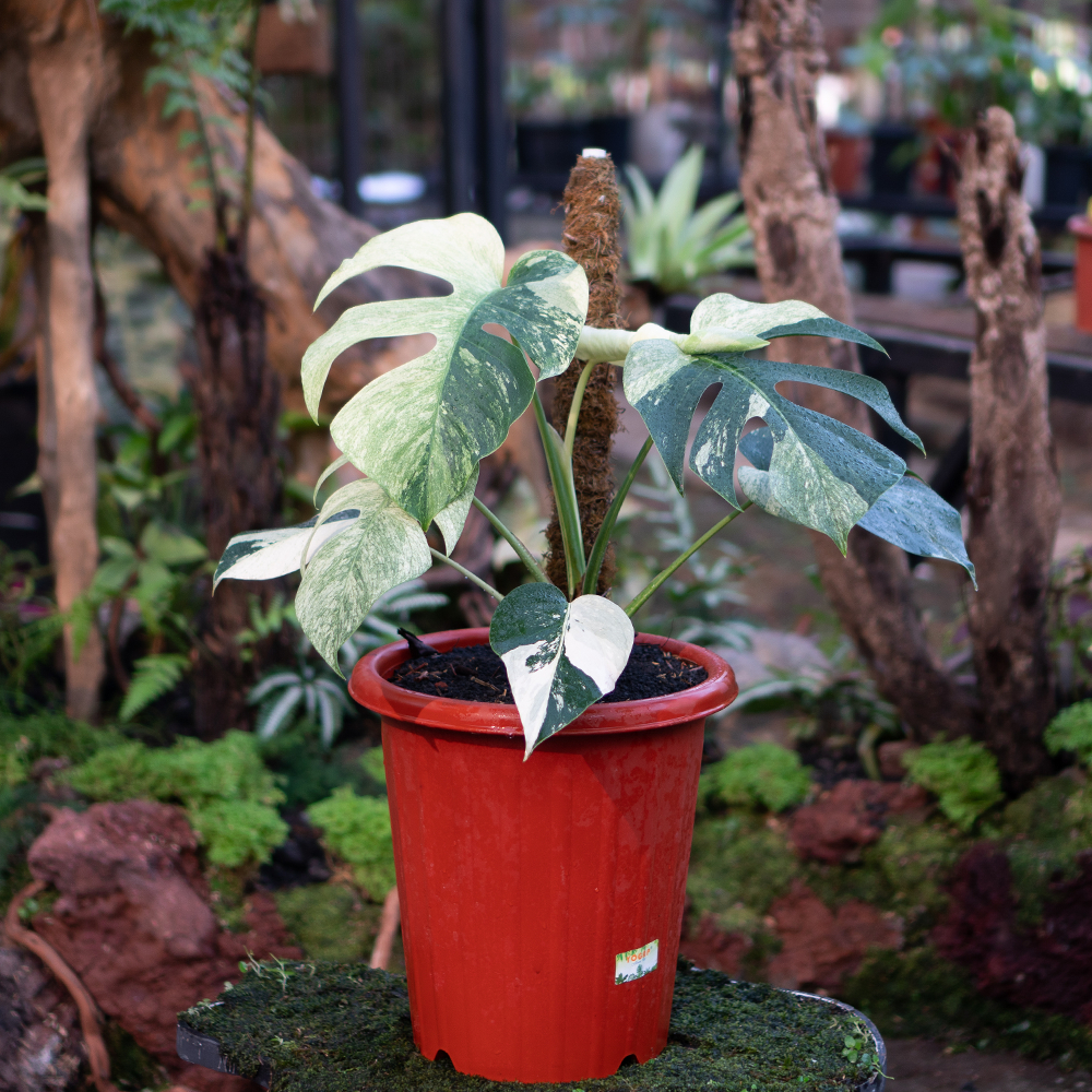 Jual MONSTERA VARIEGATED WHITE MINT MUTATION | Shopee Indonesia