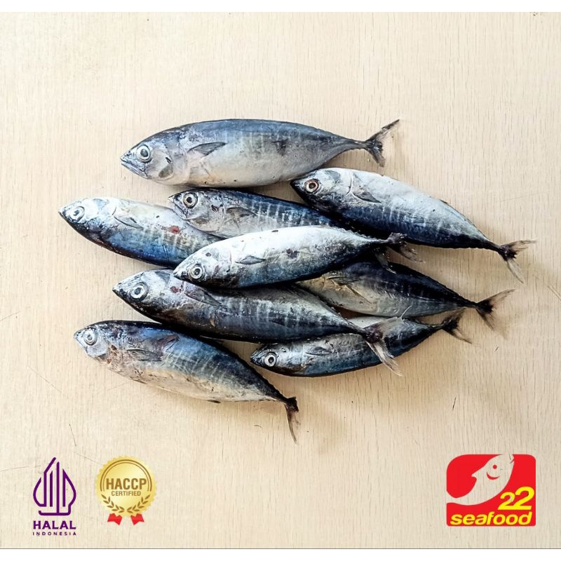 Jual Ikan Baby Tuna 1 kg / Baby Tuna Beku Kapal / Seafood 22 | Shopee ...