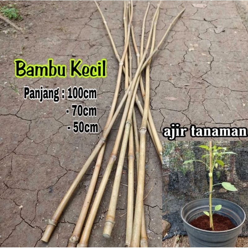 Jual bambu kecil, bambu bulat ajir tanaman, bambu bulat kecil, bambu ...