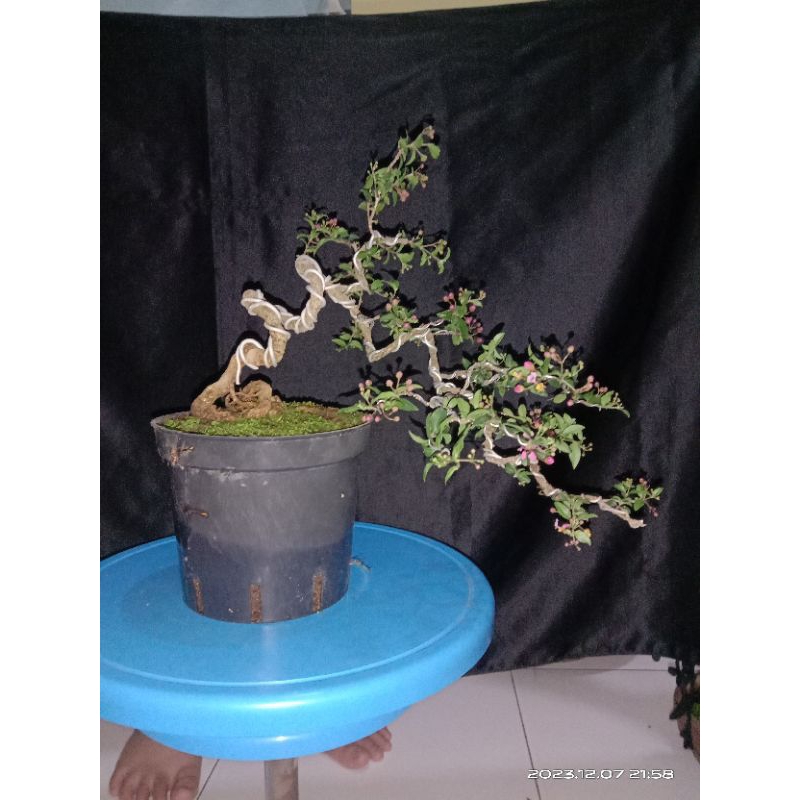 Jual bonsai sakura micro | Shopee Indonesia