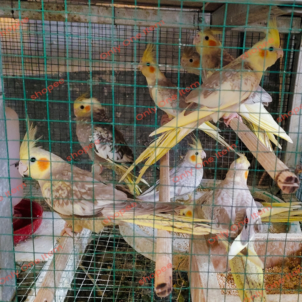 Jual Burung Falk Parkit Australia Cockatiel Semi-Jinak | Shopee Indonesia