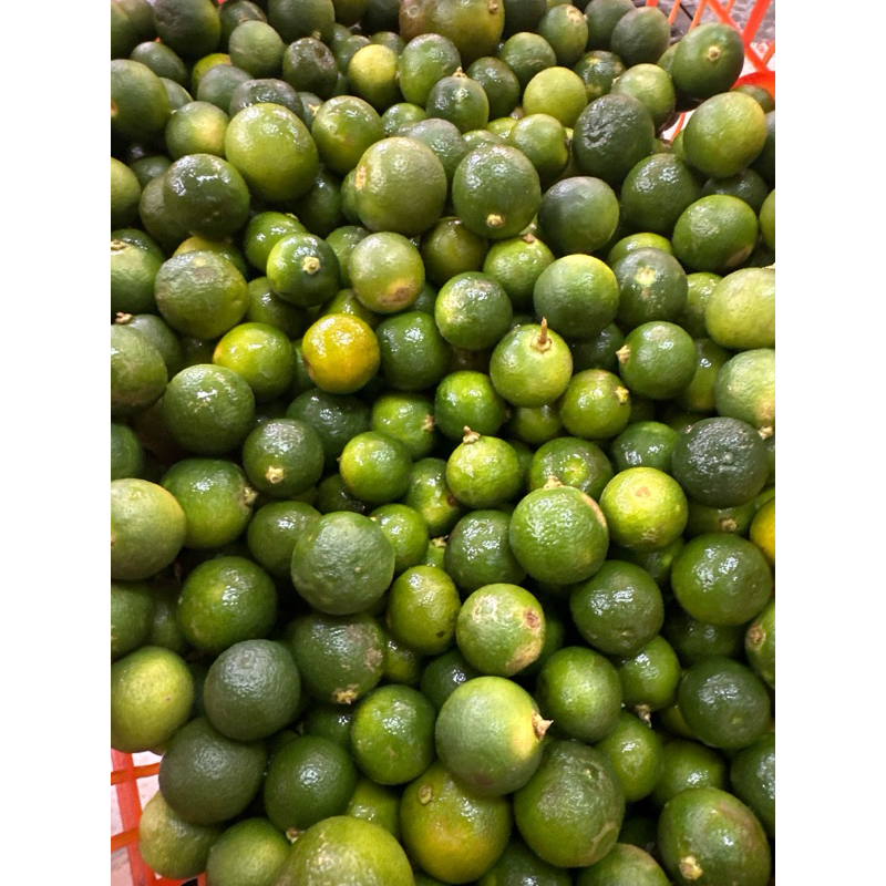 Jual sonkit || jeruk kastuari || lemon sui || kemon china || jeruk ...