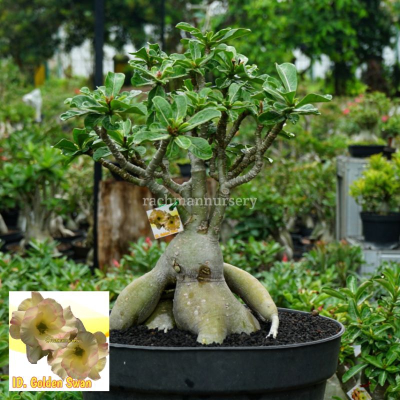 Jual Adenium Bunga Tumpuk | Shopee Indonesia