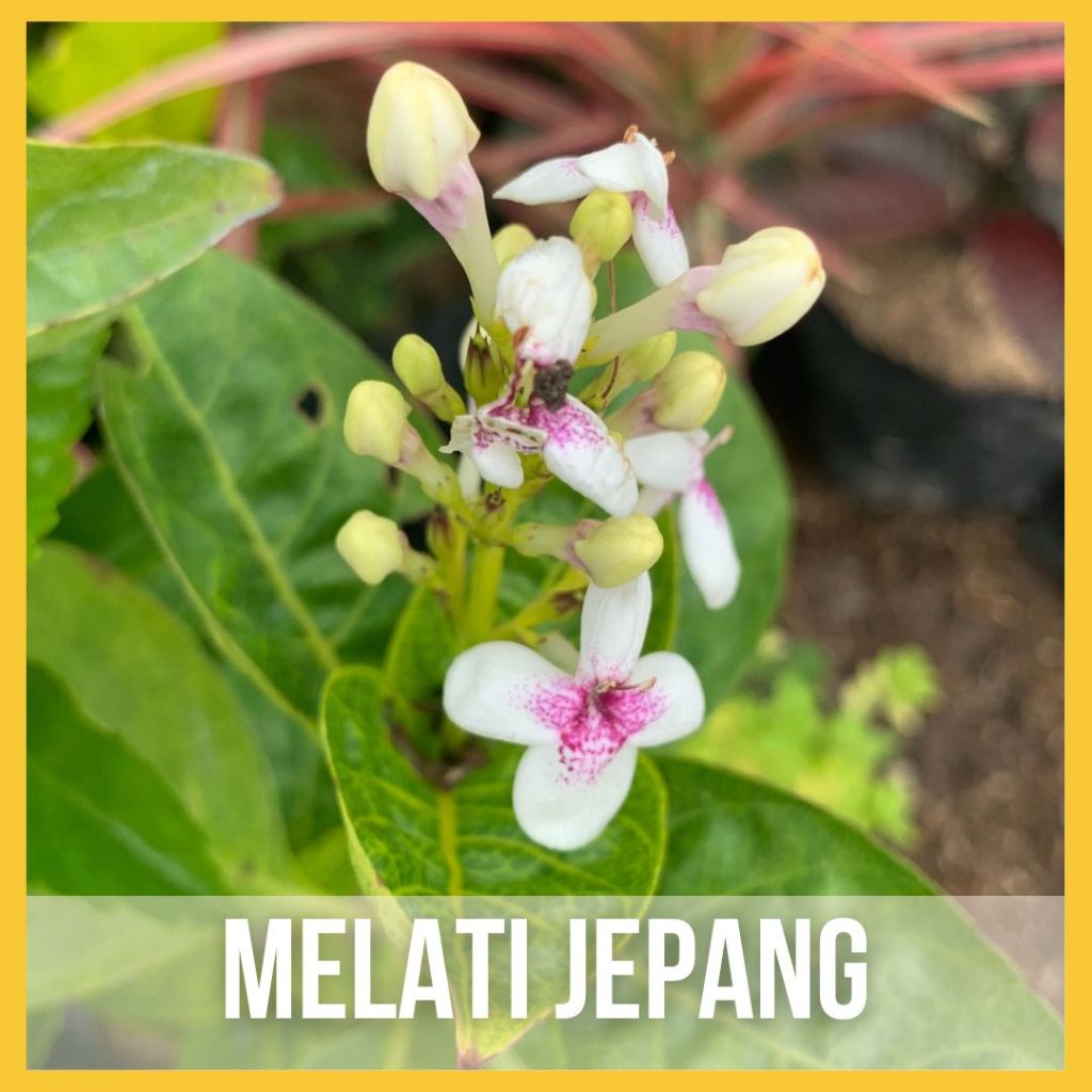 Jual Bibit Tanaman Hias Melati Jepang | Shopee Indonesia