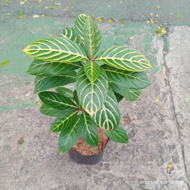 Jual tanaman hias aphelandra zebra - tanaman hias aphelandra - tanaman ...