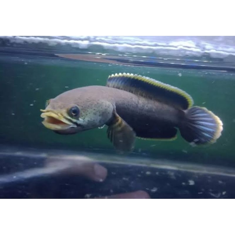 Jual sticker chana limbata lawu size 3,4cm isi 10 | Shopee Indonesia