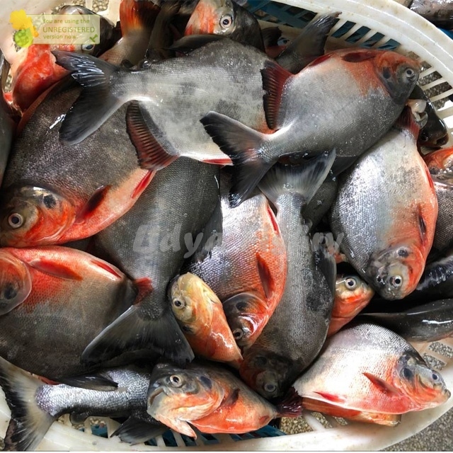Jual Ikan Bawal 1Kg Ikan Bawal Segar Ikan Bawal Air Tawar Ikan Basah ...
