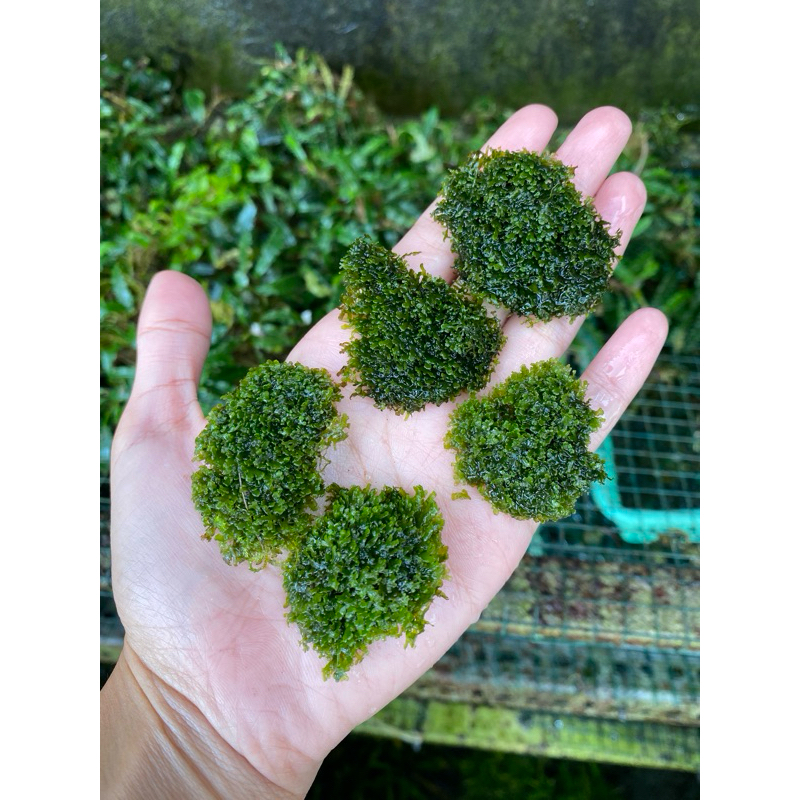 Jual moss ricardia daun Bonsai Aquascape Hiasan akuarium (Beli 5 Gratis ...