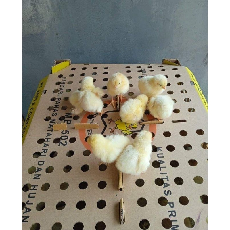 Jual Doc pejantan (pengiriman hanya daerah Jabodetabek saja) | Shopee ...