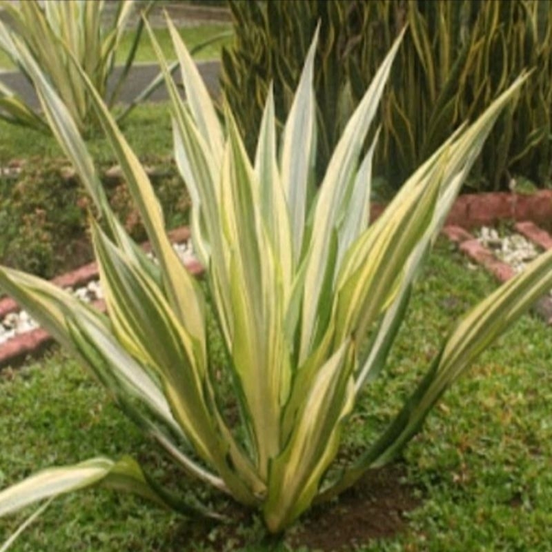Jual Tanaman Hias Agave Putih / Agave Gigantea | Shopee Indonesia