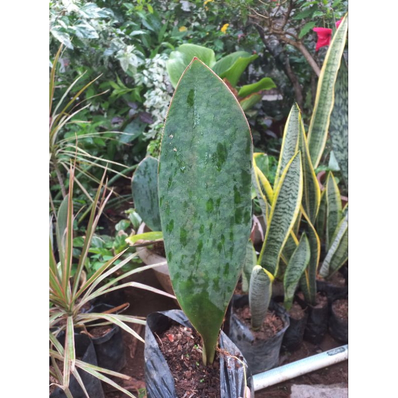 Jual sansivera masoniana | Shopee Indonesia