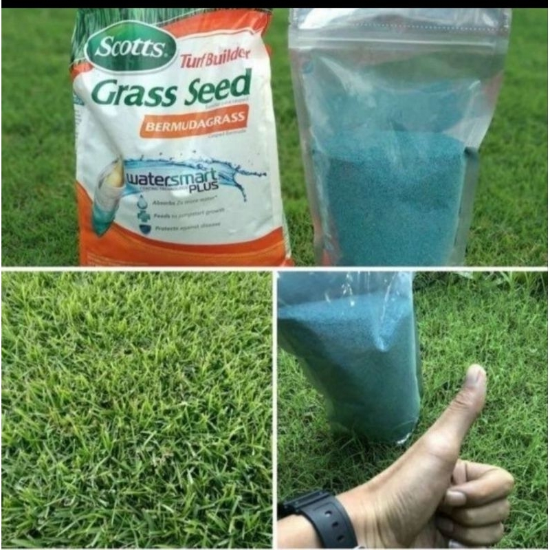 Jual benih bibit rumput golf - jepang 1kg | Shopee Indonesia