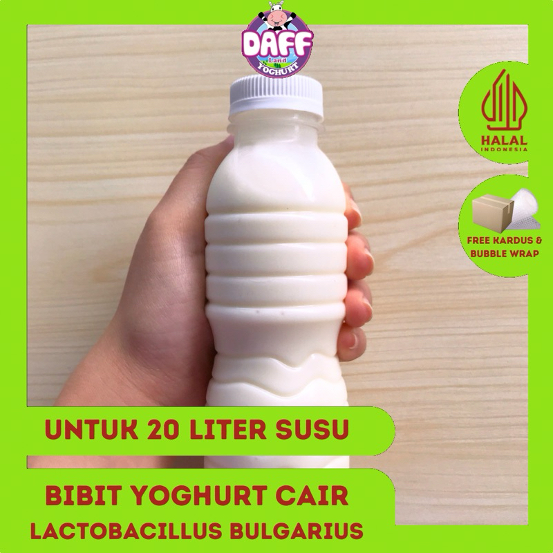 Jual (COD) BIBIT YOGURT CAIR LACTOBACILUS BULGARICUS HALAL 200 ML ...