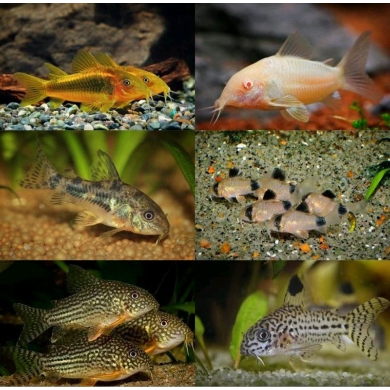 Jual Corydoras Catfish - Corydoras Albino / Corydoras Aeneus ...