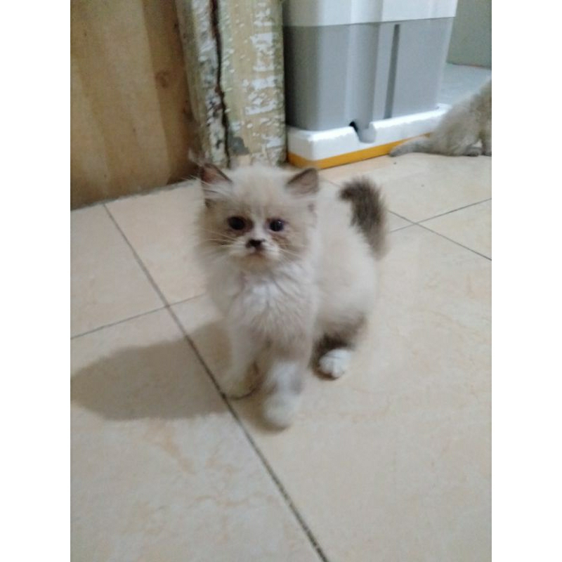 Jual Anak kucing anggora/kitten Persia flatnose/kitten himalaya/kucing ... Jual Anak kucing anggora/kitten Persia flatnose/kitten himalaya/kucing ...
