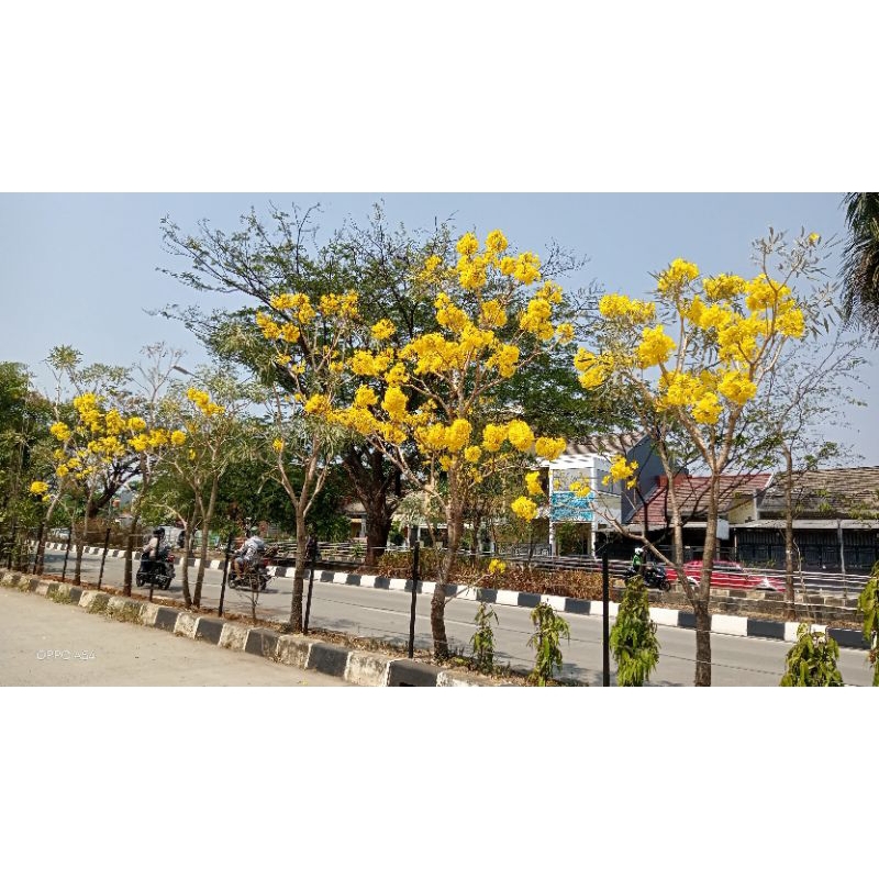 Jual pohon tabebuya tinggi 2 meter bunga kuning | Shopee Indonesia