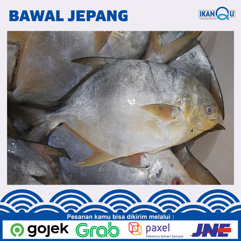 Jual FRESH Ikan bawal bintang segar / Ikan Bawal jepang fresh 1Ekor ...
