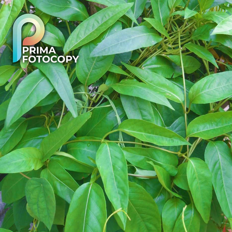 Jual Daun Kentut Segar Untuk Kue Tradisional Khas Kalimantan Obat ...