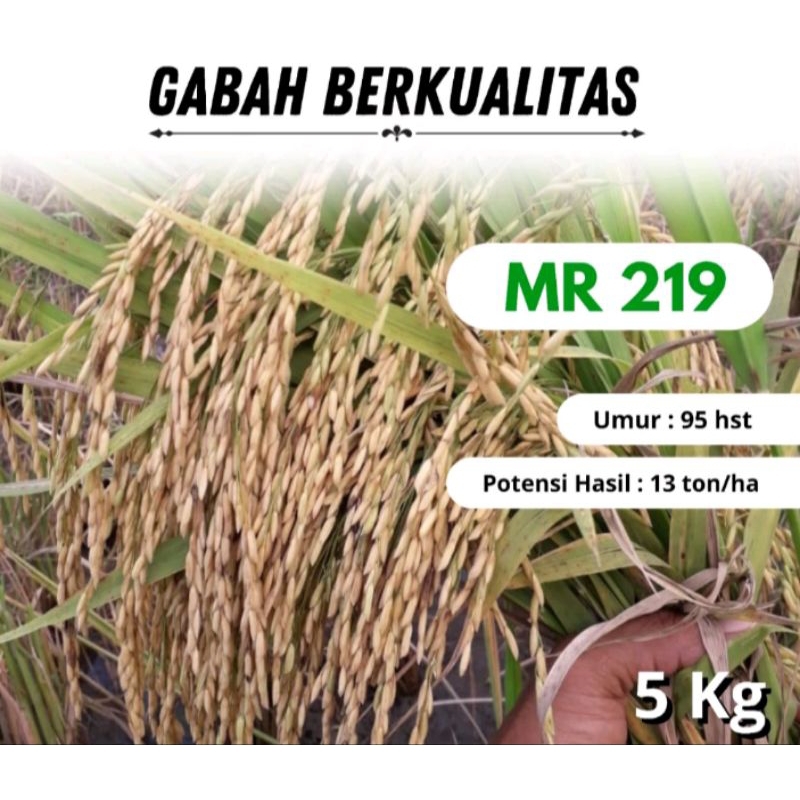Jual BENIH PADI MR 219 ORIGINAL 5 KG | Shopee Indonesia