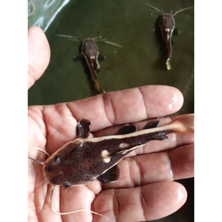 Jual Ikan RTC Terlengkap & Harga Terbaru Mei 2025 | Shopee Indonesia