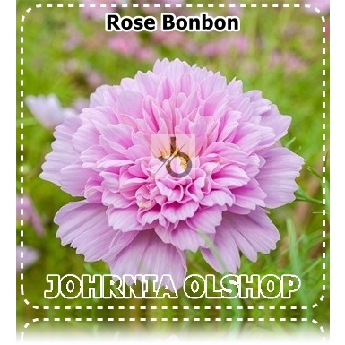 Jual Johrnia 3 Benih Biji Bunga COSMOS Rose Bonbon | Shopee Indonesia
