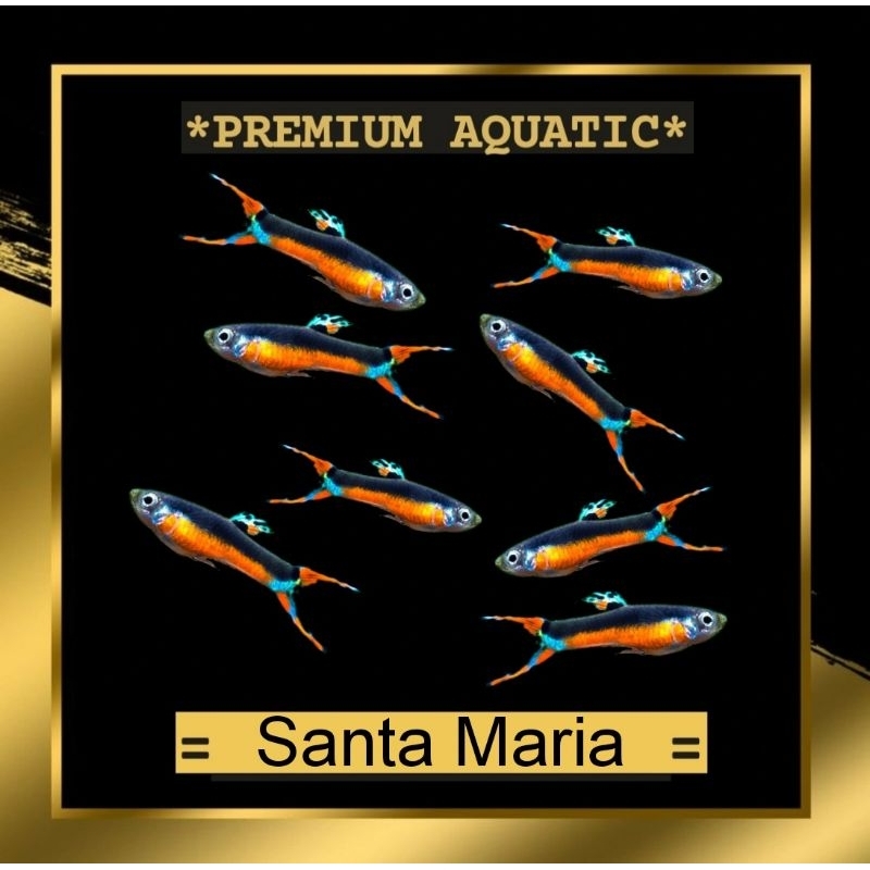 Jual Endler Santa Maria sepasang ikan hias akuarium | Shopee Indonesia