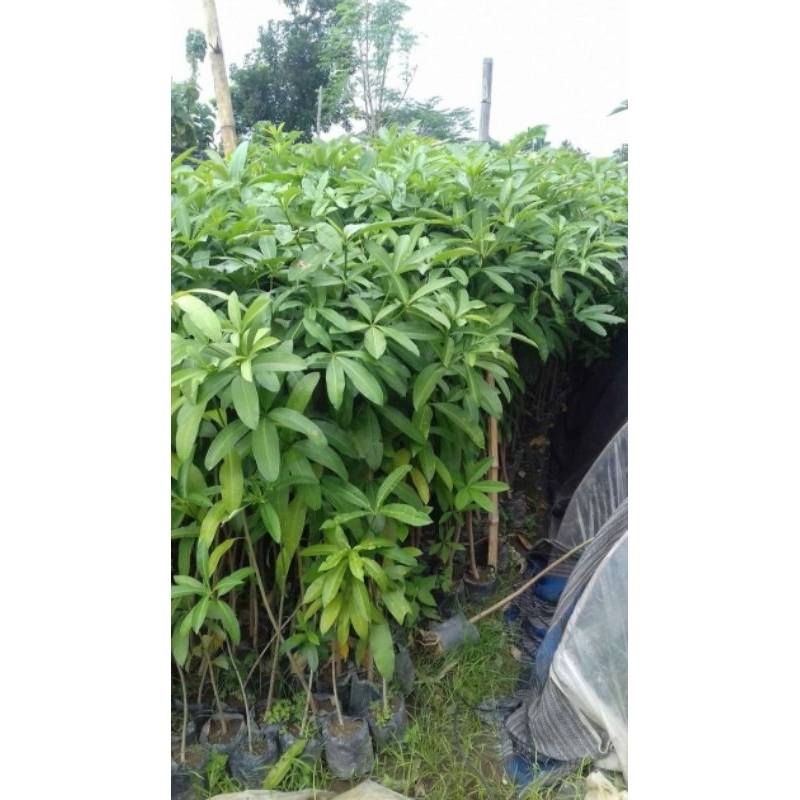 Jual Bibit Pule Putih Batang Besar Rimbun Ukuran 1meter | Shopee Indonesia