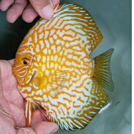 Jual Ikan Discus Super Checkerboard Yellow Hi Body Size 4" Male ...