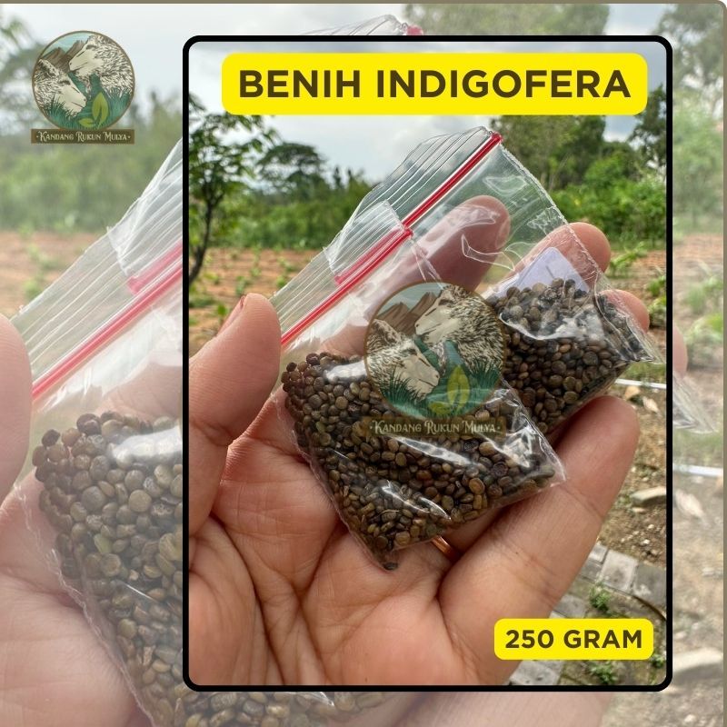 Jual Benih Indigofera 250gr Hijauan Pakan Ternak Protein Tinggi ...